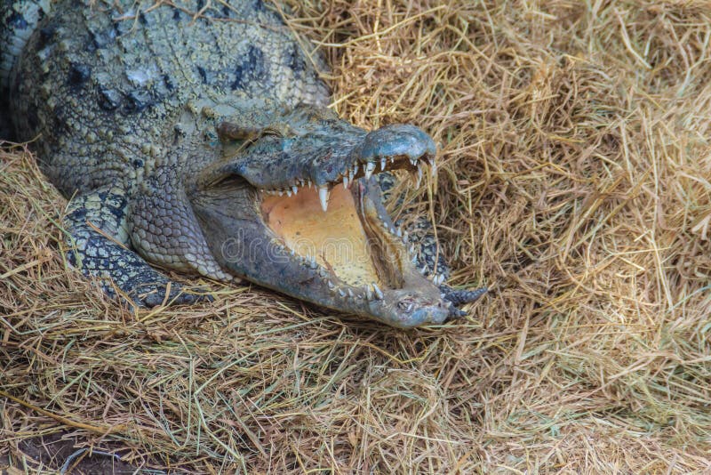 Wild Crocodile Laying Eggs in the Straw Nest. Alligator is Spawn Stock ...