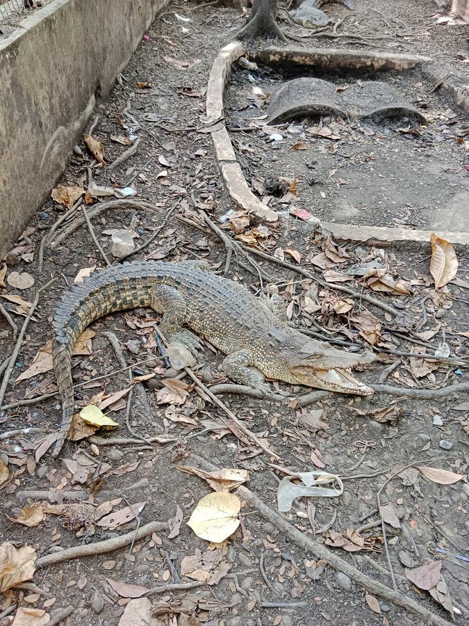 Wild Crocodile in Zoo. Predator Animal in Jungle Stock Photo - Image of ...