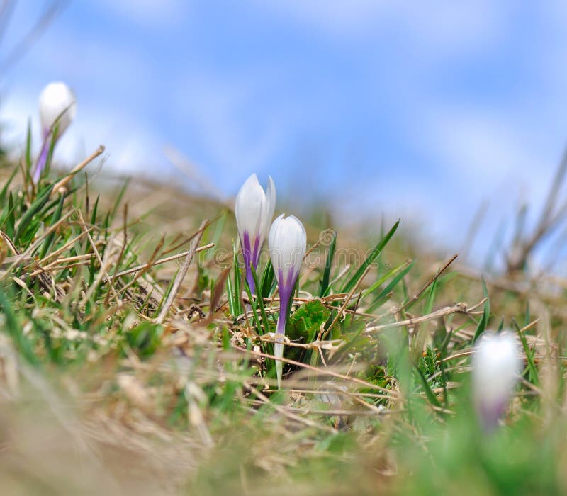 Wild crocus blooming stock photo. Image of wild, crocus - 99766446