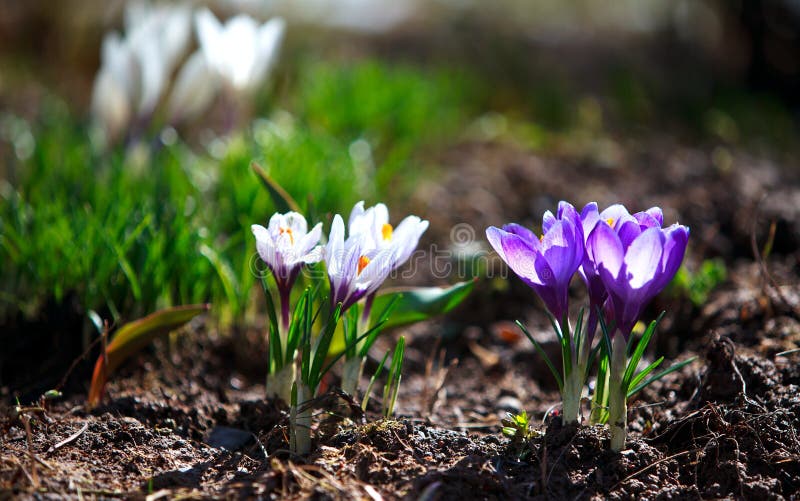 Wild Crocus Flower Grass Sun Stock Photo - Image of march, april: 70083146