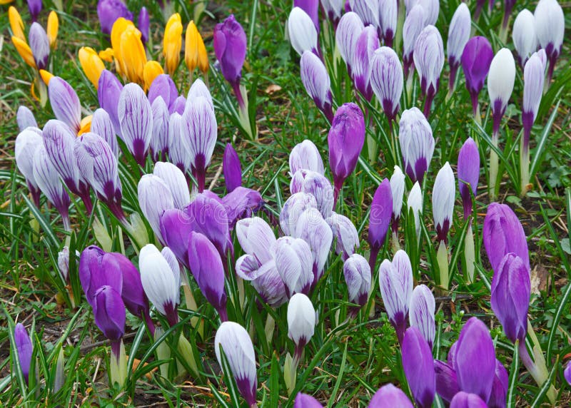 Wild crocus flowers stock image. Image of bulb, purple - 13134433