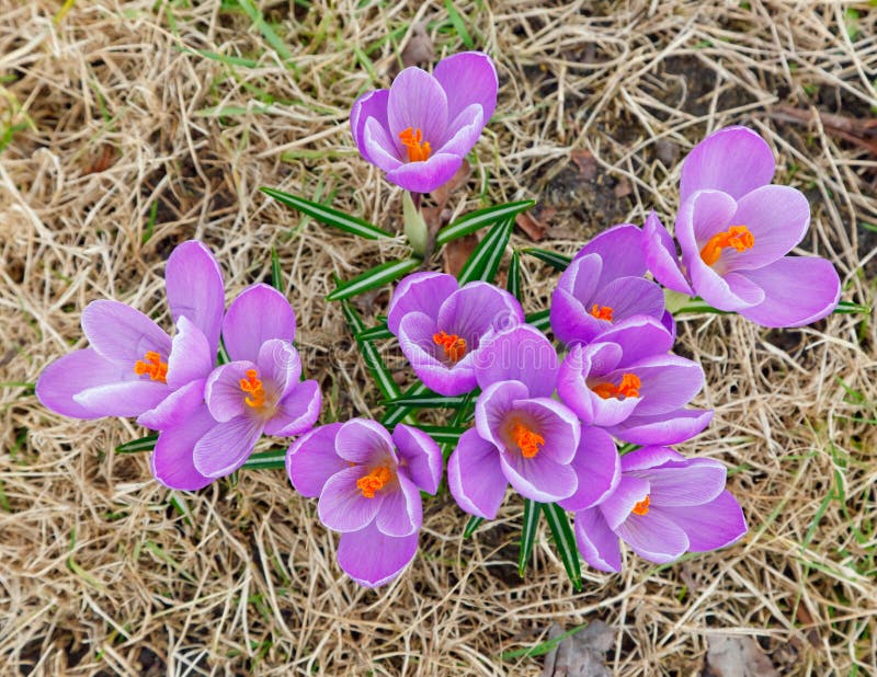 Wild Red Crocus Tulip in Wild Flower Meadow. Stock Photo - Image of ...