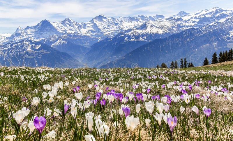 Wild Crocus Flowers on the Alps in Early Spring - Focus Stacking Stock ...