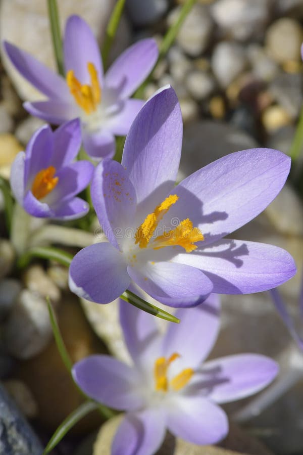 Wild crocus stock image. Image of spring, stone, sativus - 67784795