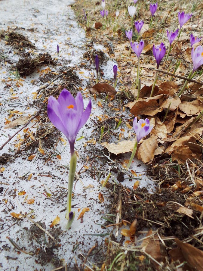 Wild Crocus Spring Flower in Snow Stock Photo - Image of flower, close ...