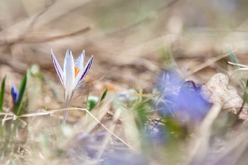 Wild Crocus with Water Drops Surrounded by Spring Pearls Stock Image ...
