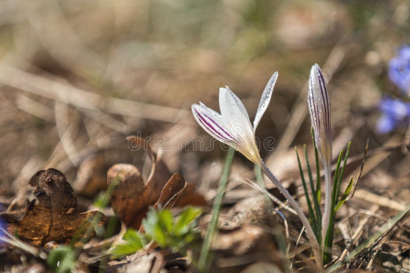Wild Crocus with Water Drops Surrounded by Spring Pearls Stock Photo ...