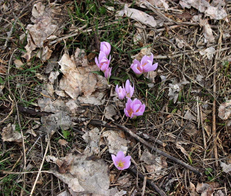 Wild Croucs Blossoming at March and April Spring Season Stock Photo ...