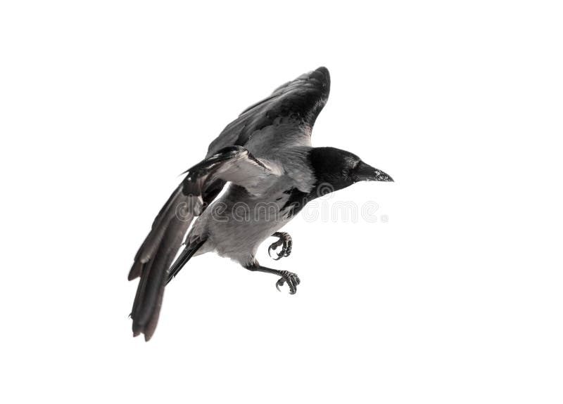 Wild crow in flight stock image. Image of white, feather - 35444503