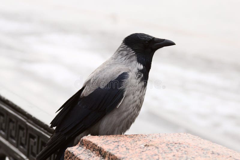 Wild crow stock image. Image of birds, talon, animals - 35569853