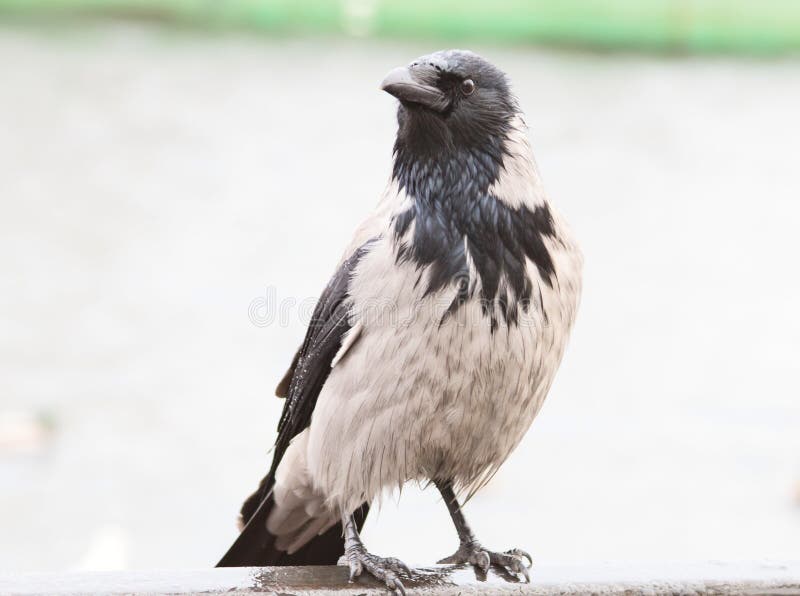 Wild crow stock photo. Image of wing, claw, beak, birds - 35569884