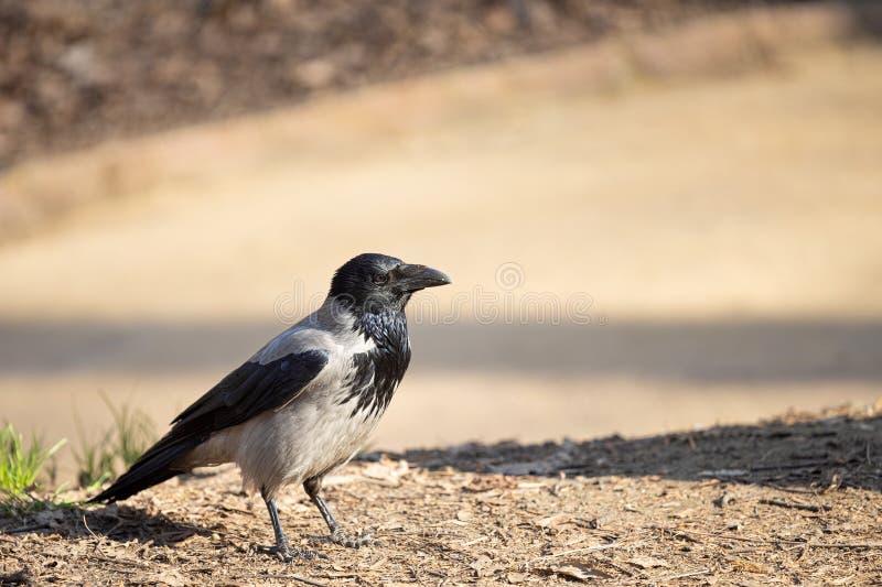 Wild Crow in the Park Shot Close-up Stock Image - Image of nature, wild ...