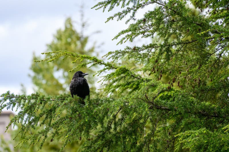Wild Crow Perched on a on the Branch of an Evergreen Tree in the Forest ...