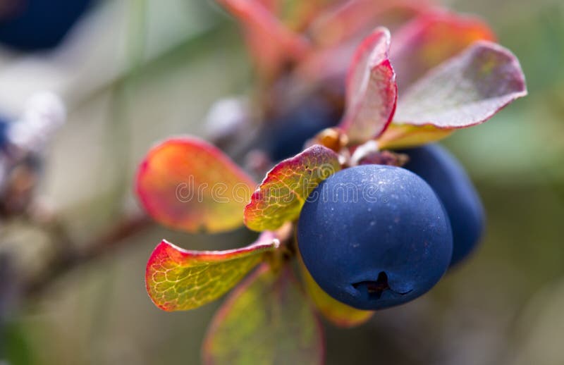 Crowberry stock image. Image of black, forest, plant - 43798547
