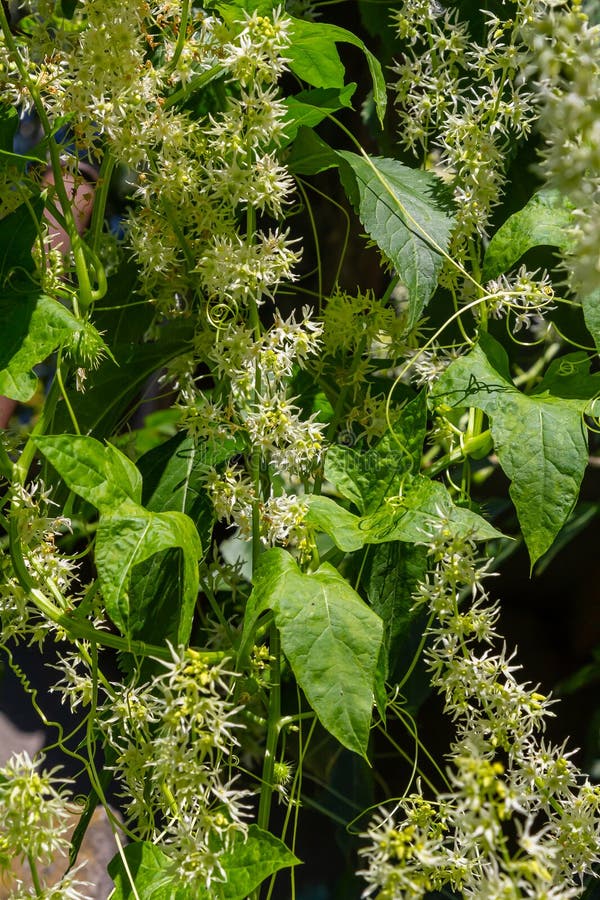 Wild Cucumber, Echinocystis Lobata White Flowers Closeup Selective ...