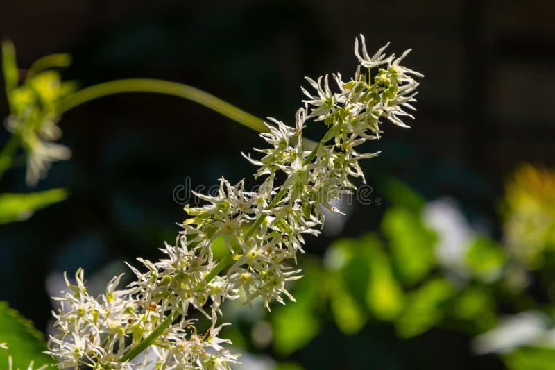 Wild Cucumber, Echinocystis Lobata White Flowers Closeup Selective ...