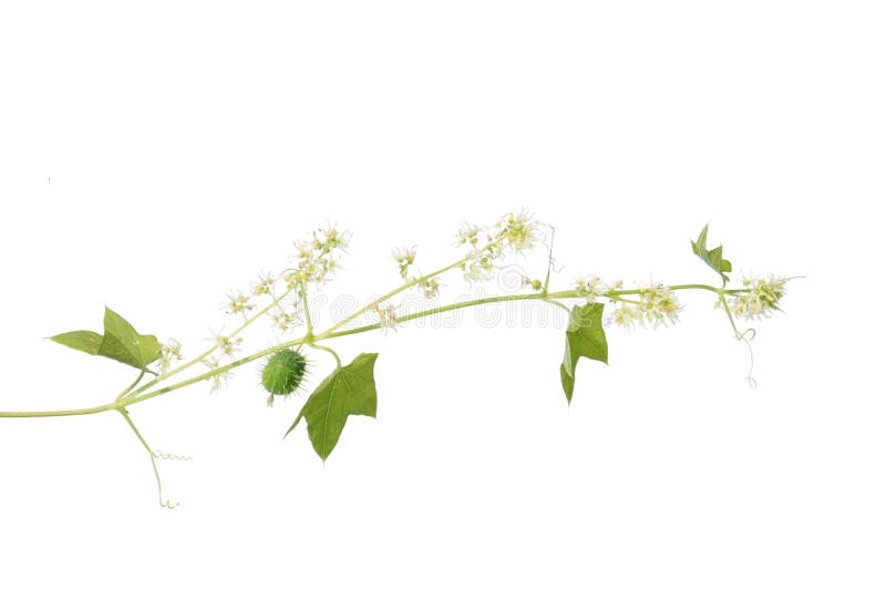 Wild Cucumber Isolated on White Stock Photo - Image of weed, floral ...