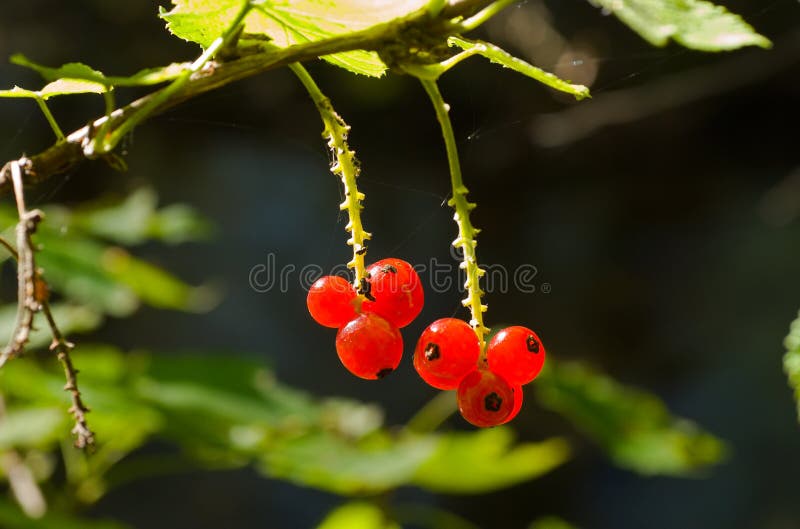 Wild currant 1 stock image. Image of ripe, wild, helpful - 17451799