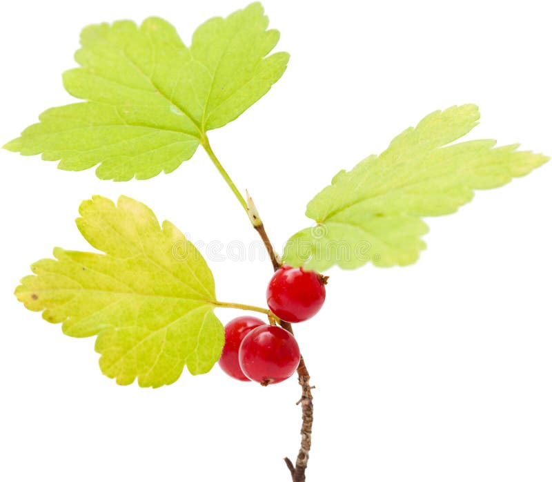 Wild currant isolated stock photo. Image of redcurrant - 33103686