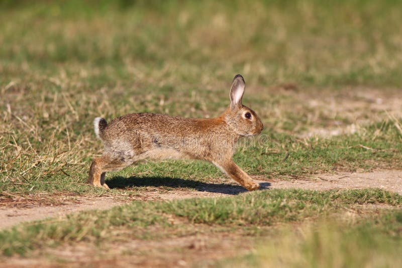 Wild Cute Easter Rabbit is Running on Meadow Stock Image - Image of ...