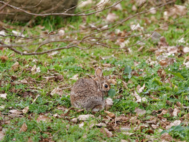 Wild Cute Rabbit in a Meadow Stock Image - Image of hare, holiday ...