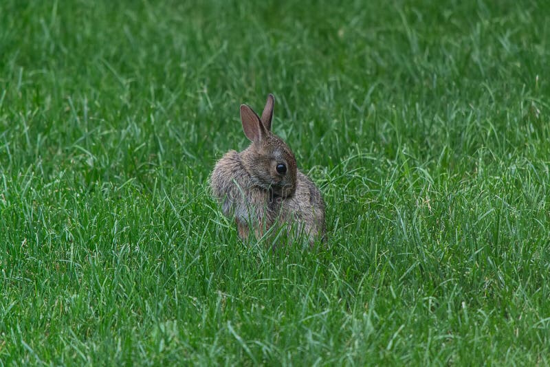 Wild cute rabbit stock image. Image of whiskers, cottontail - 57678099