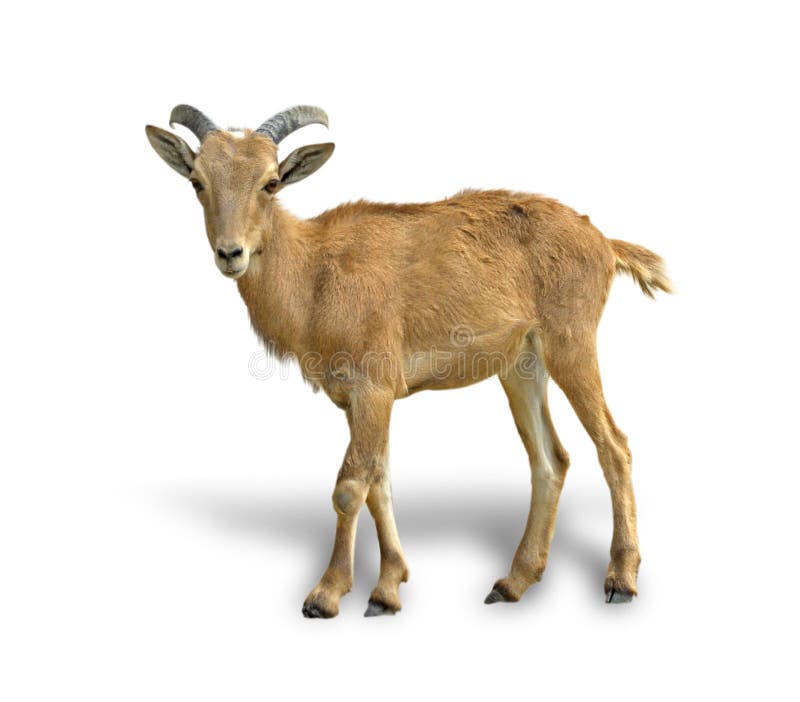 58,353 Goat White Background Stock Photos - Free & Royalty-Free Stock ...
