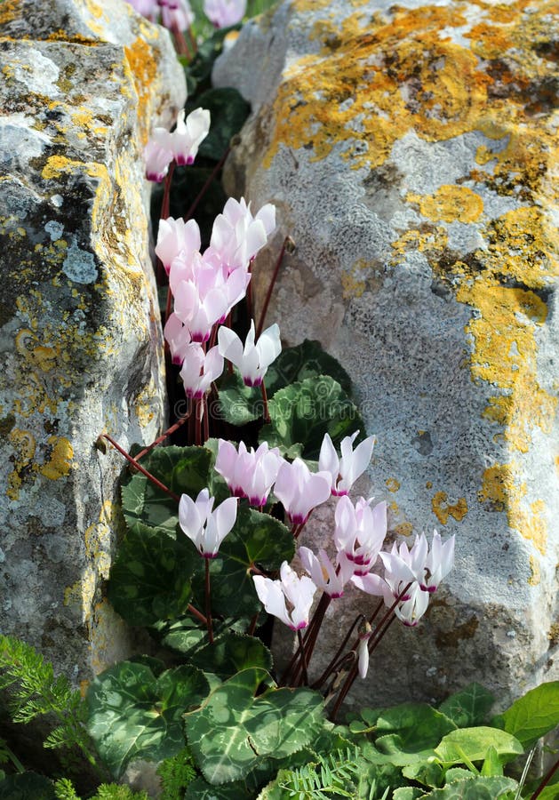 Flower Bed with Violet Irises and Yellow Roses Stock Photo - Image of ...