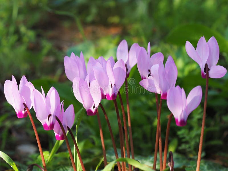 A forest of wild Cyclamen. stock photo. Image of cyclamen - 22418814