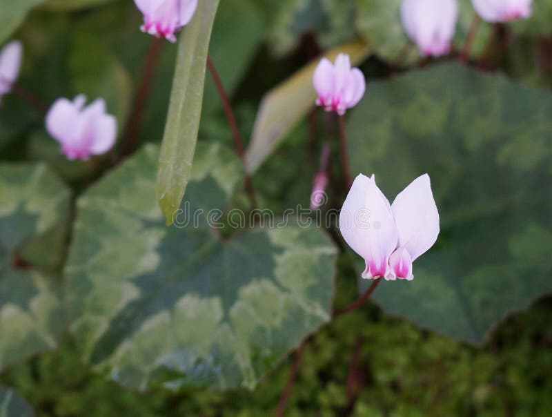 Wild cyclamens stock image. Image of county, cyclamen - 46530121