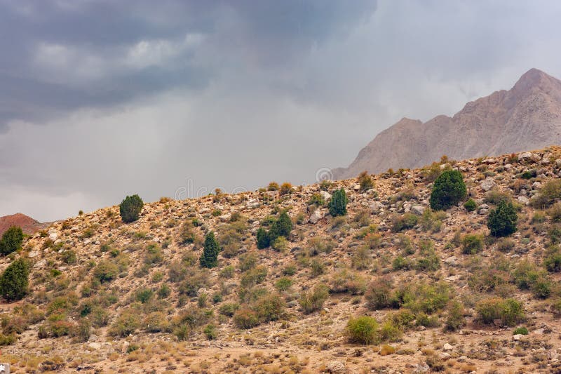 Wild Cypress Tree on the Mountain Stock Image - Image of clouded ...