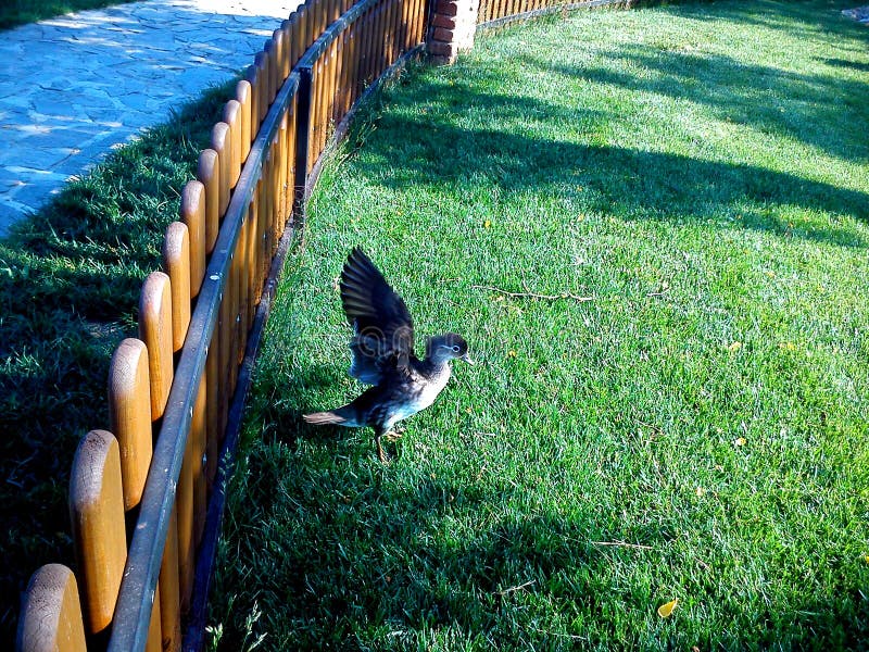 Wild Dack stock image. Image of green, wild, wildlife - 68859749