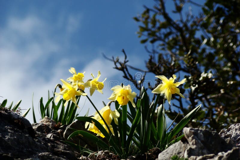 Wild daffodil stock image. Image of wildlife, petal, narcissus - 45336561