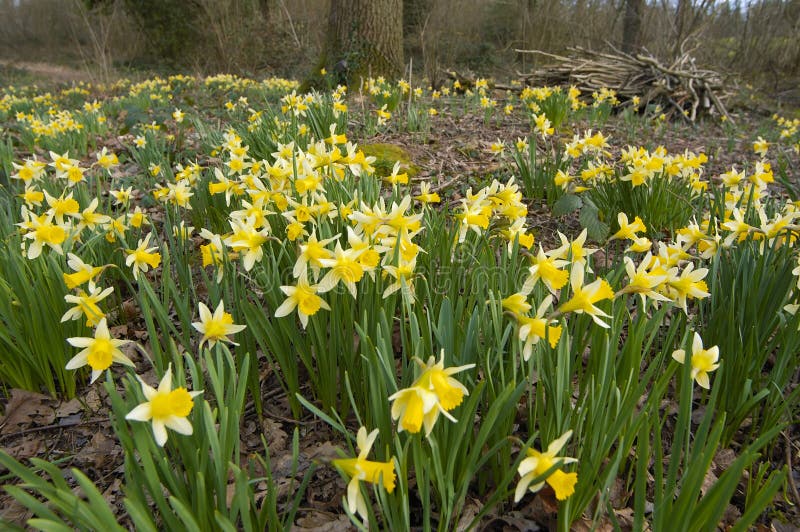 Wild Daffodil stock photo. Image of flower, wild, england - 185652686
