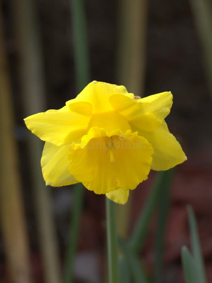 Wild Daffodil stock photo. Image of beauty, growth, contemporary - 40305062