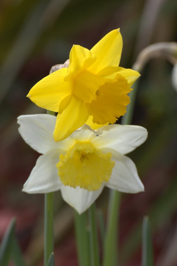Wild Daffodil stock photo. Image of petal, narcissus - 40305076