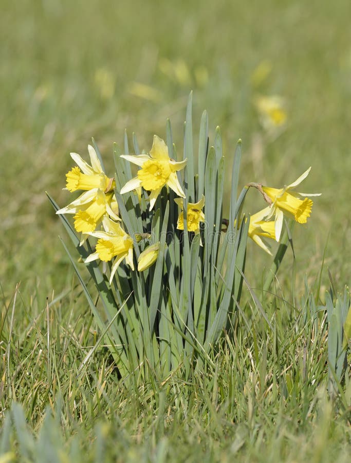 Wild Daffodil stock photo. Image of narcissus, yellow - 69261266