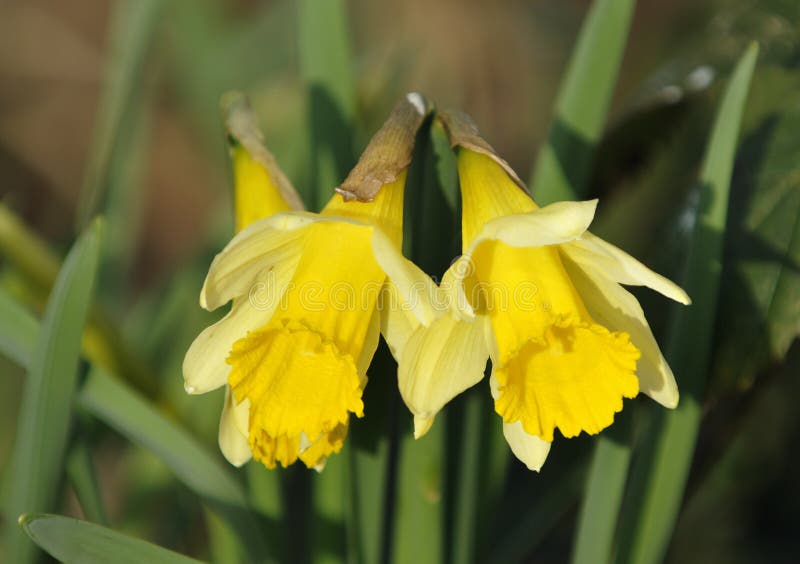 Wild Daffodil stock image. Image of britain, wildlife - 30556675