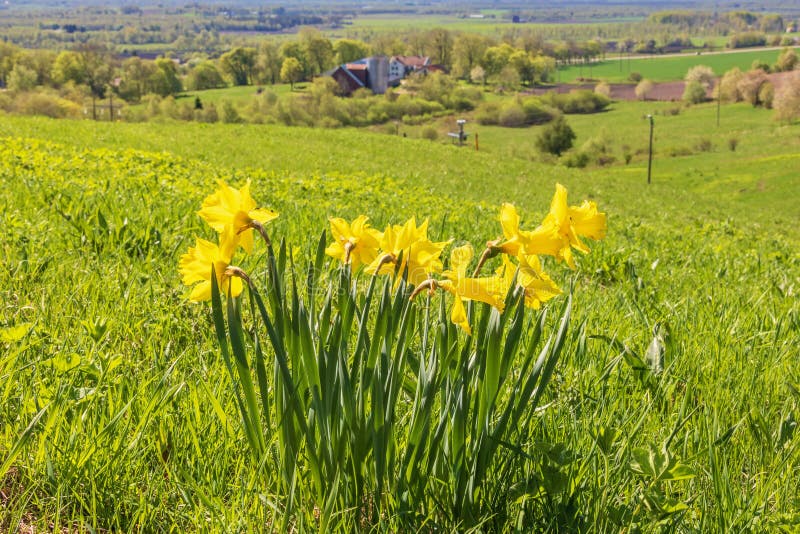 Wild Daffodils Blooming on a Meadow in the Countryside a Sunny Spring ...