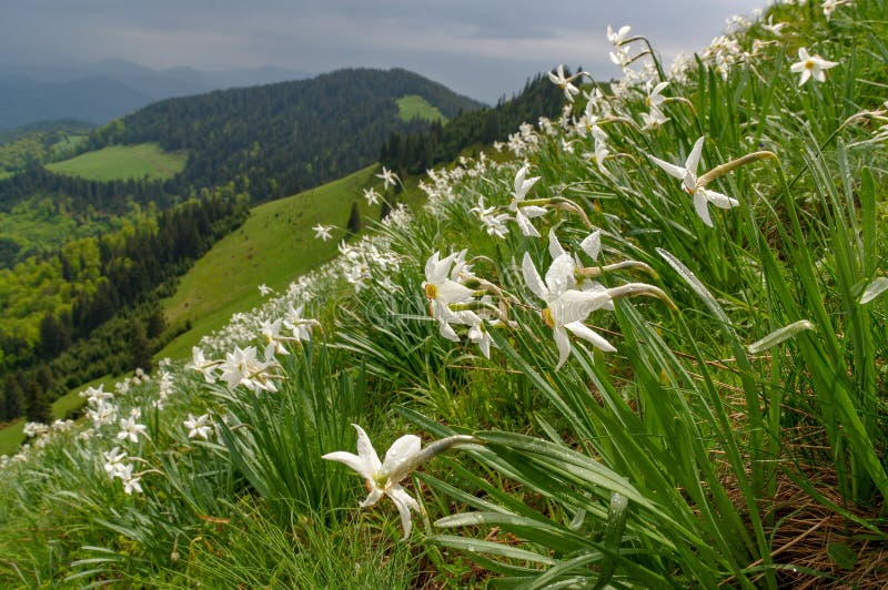 Wild Daffodils Field. Touch of Spring Stock Photo - Image of natural ...