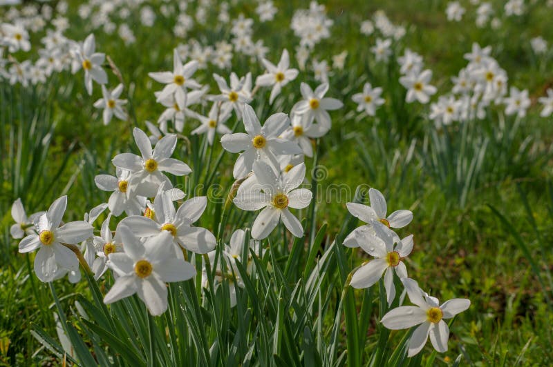 Wild Daffodils Field. Touch of Spring Stock Photo - Image of garden ...