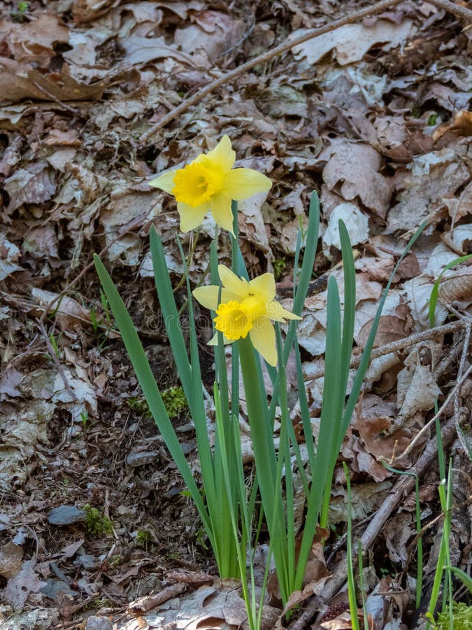 Wild Daffodils, Narcis - Narcissus Radiiflorus Stock Image - Image of ...