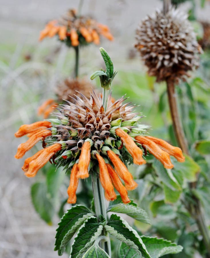 Wild Dagga stock photo. Image of garden, leonotis, wild - 51537556