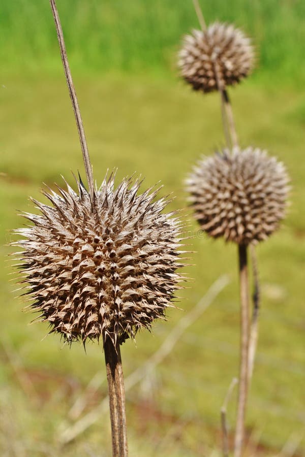 Wild Dagga stock photo. Image of leonotis, spiky, aromatic - 39625262