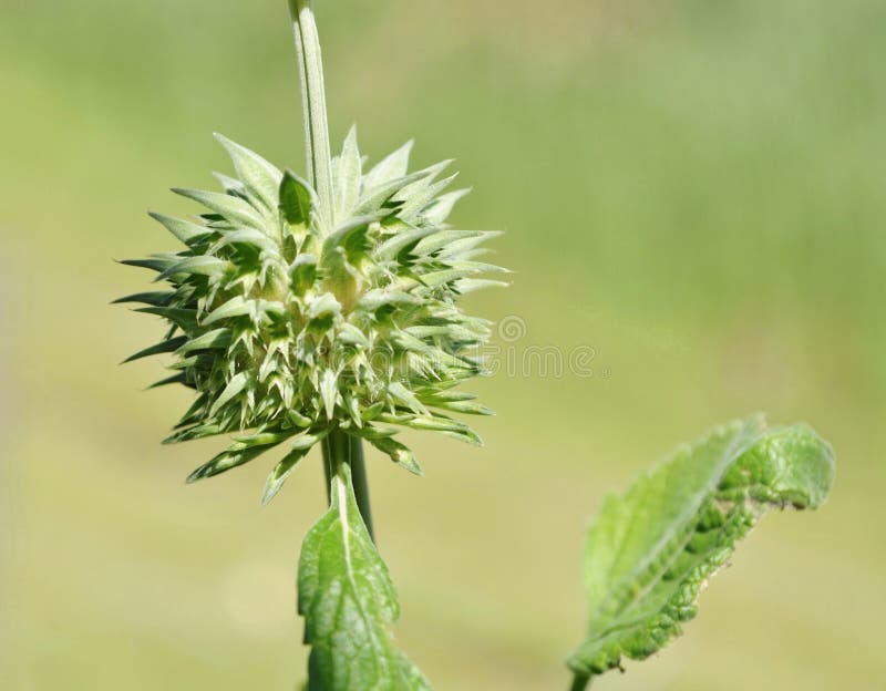 Wild Dagga stock image. Image of close, green, dagga - 39625279