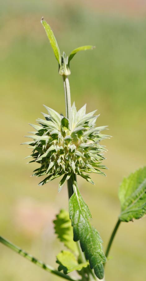 Wild Dagga stock image. Image of floral, south, flowers - 39625341