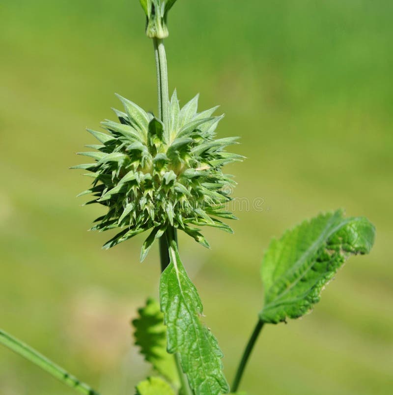 Wild Dagga stock photo. Image of close, south, evergreen - 39625662