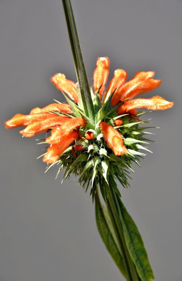 Wild Dagga stock photo. Image of aromatic, tail, leonurus - 49621812