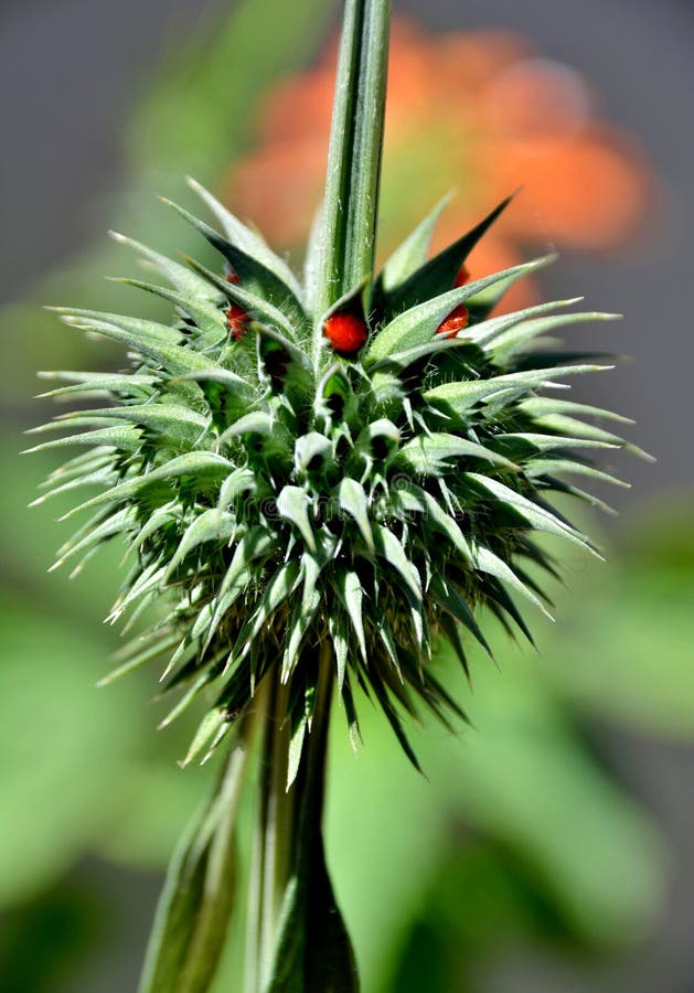 Wild Dagga stock photo. Image of close, south, evergreen - 39625662