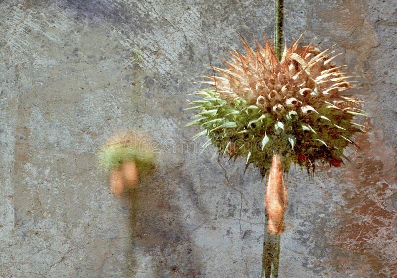 Wild Dagga stock photo. Image of lion, south, petals - 51538556